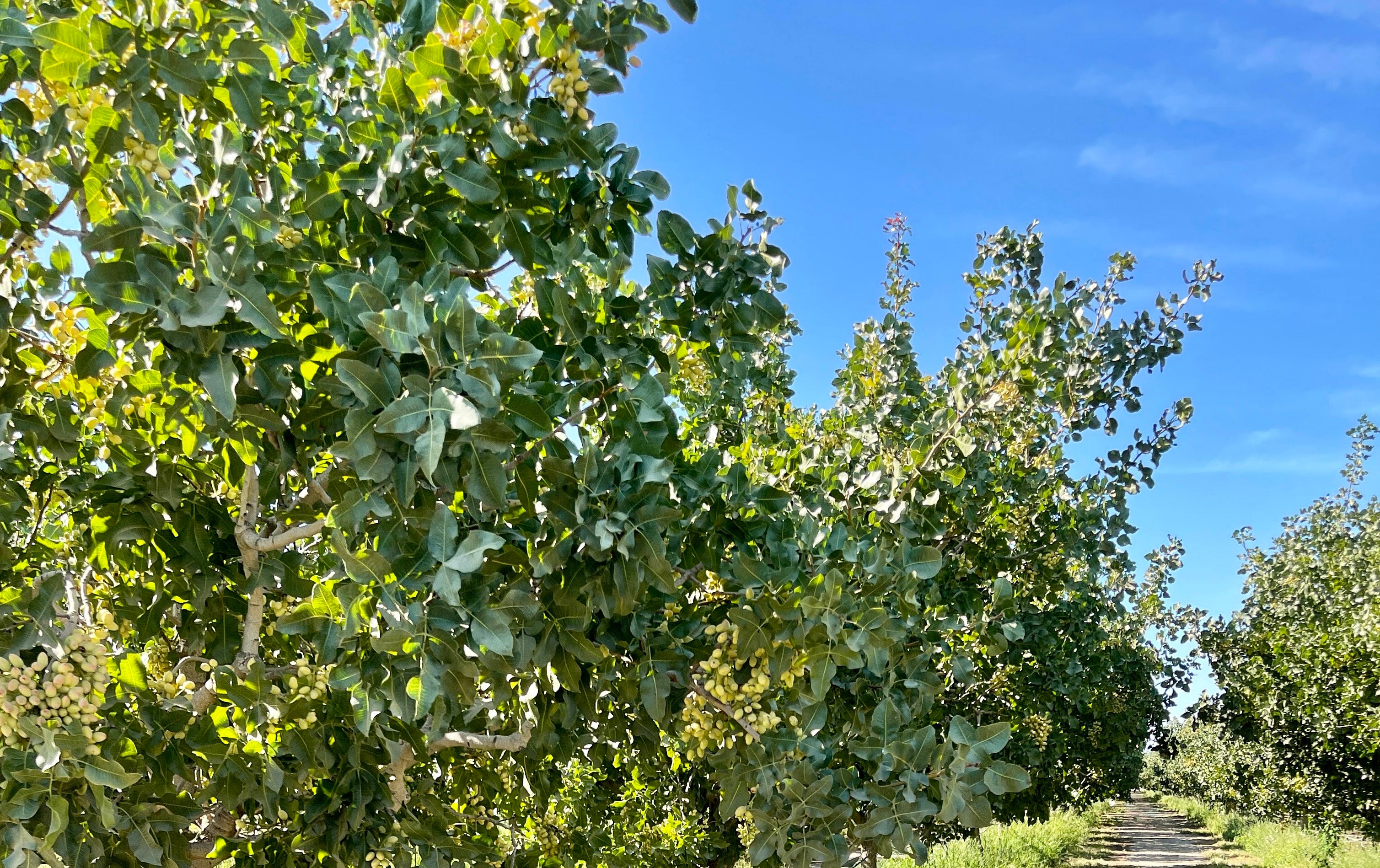 The Orandi Heritage – ARO Pistachios