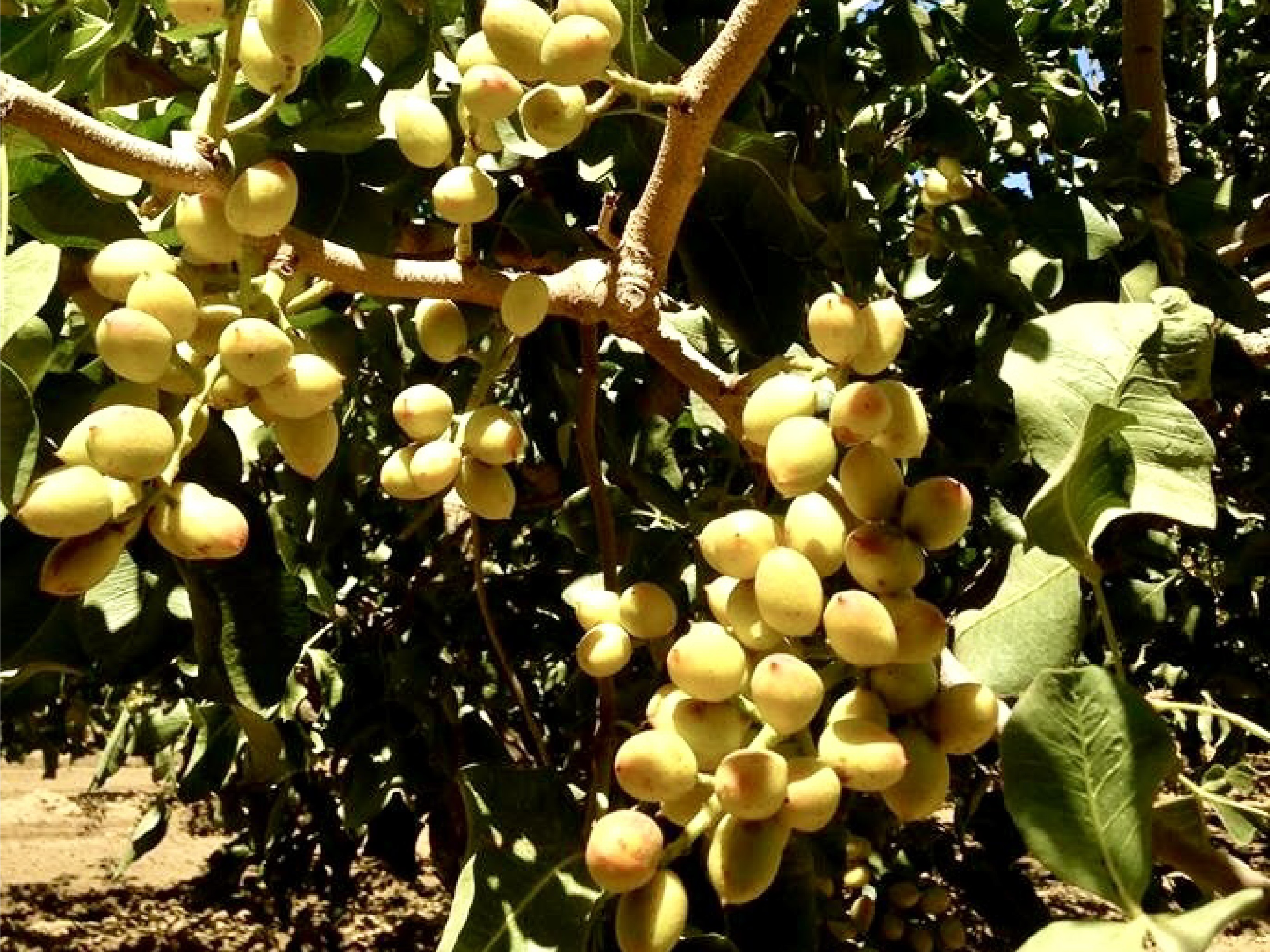 The Orandi Heritage – ARO Pistachios