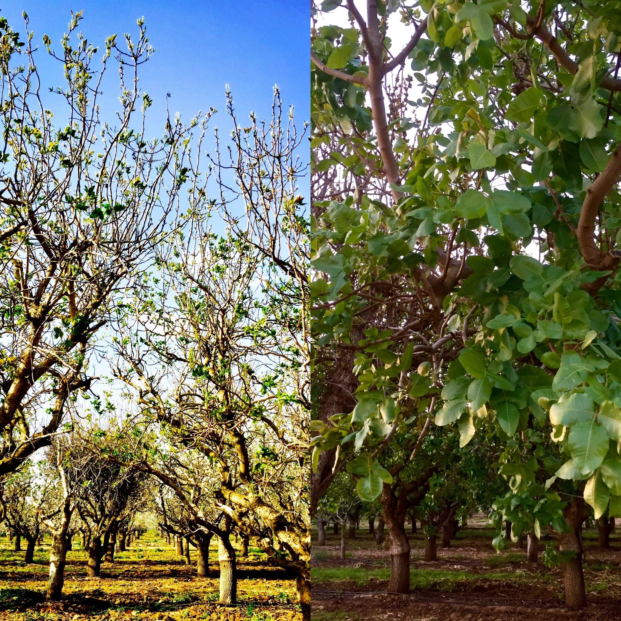 ARO Pistachio Nuts: Farming, Nut Development, USDA Nutrition Facts ...